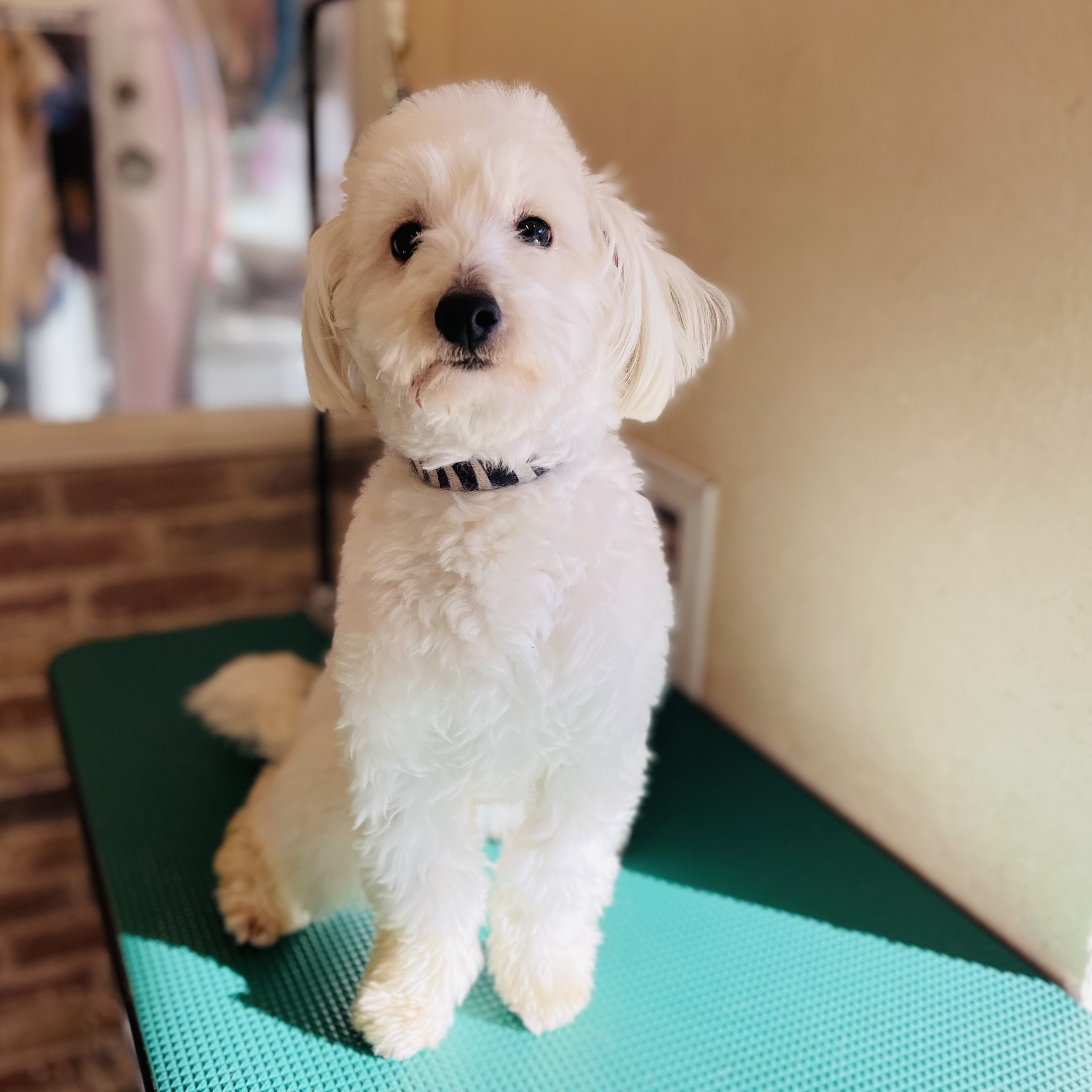 IZU DOG CLUB Style Wanda